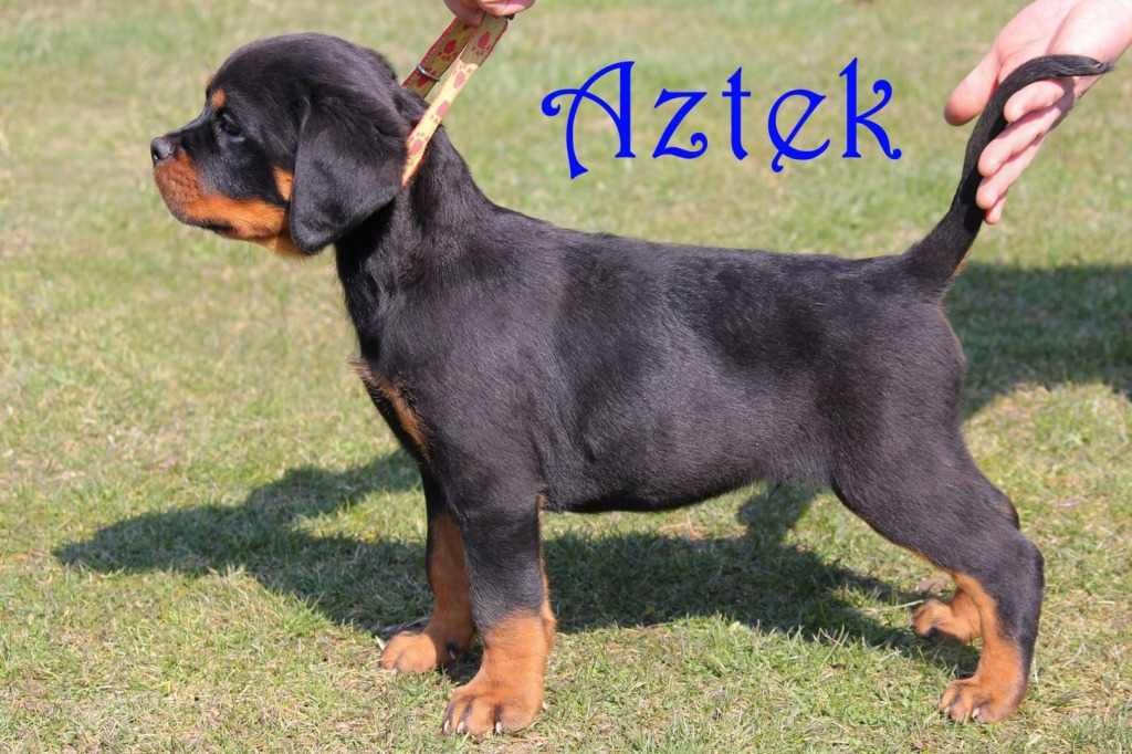 Import: Montecarlo x Boni – Guardian Rottweilers