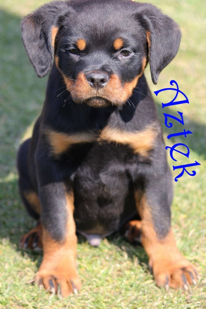 Import: Montecarlo x Boni – Guardian Rottweilers