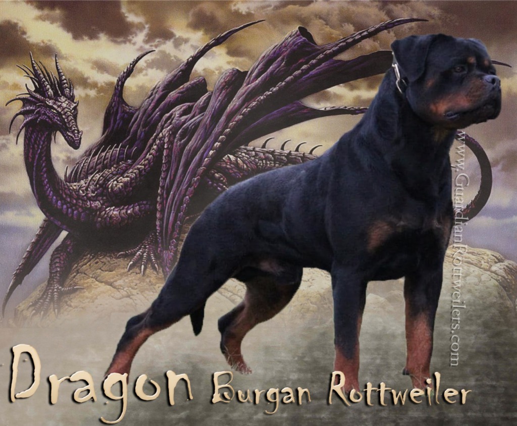 Dragon Burgan Rottweiler – Guardian Rottweilers