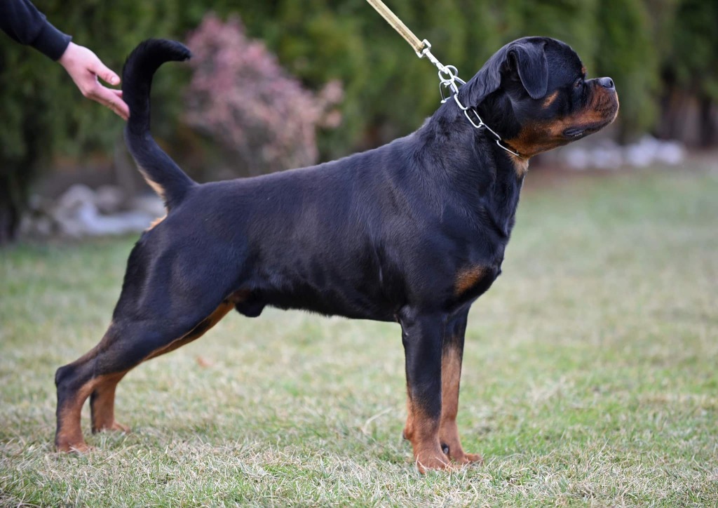 Duncan Timit-Tor – Guardian Rottweilers