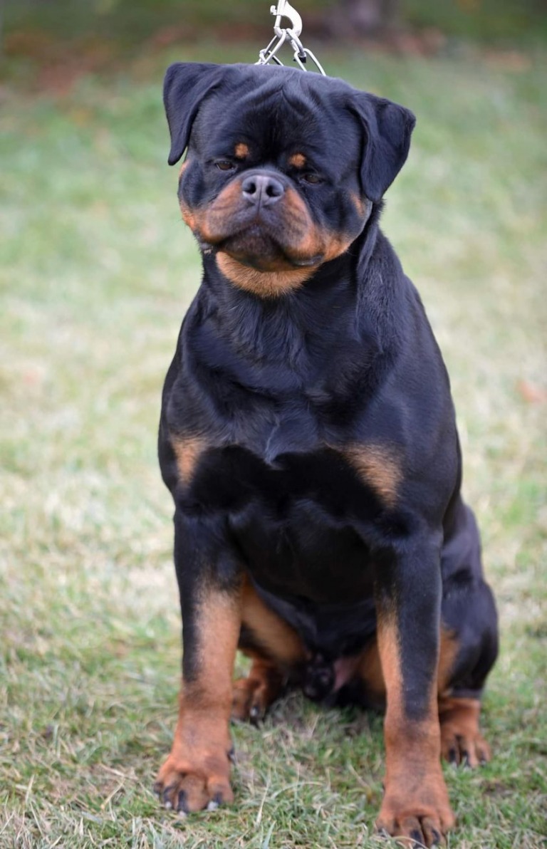 Duncan Timit-Tor – Guardian Rottweilers