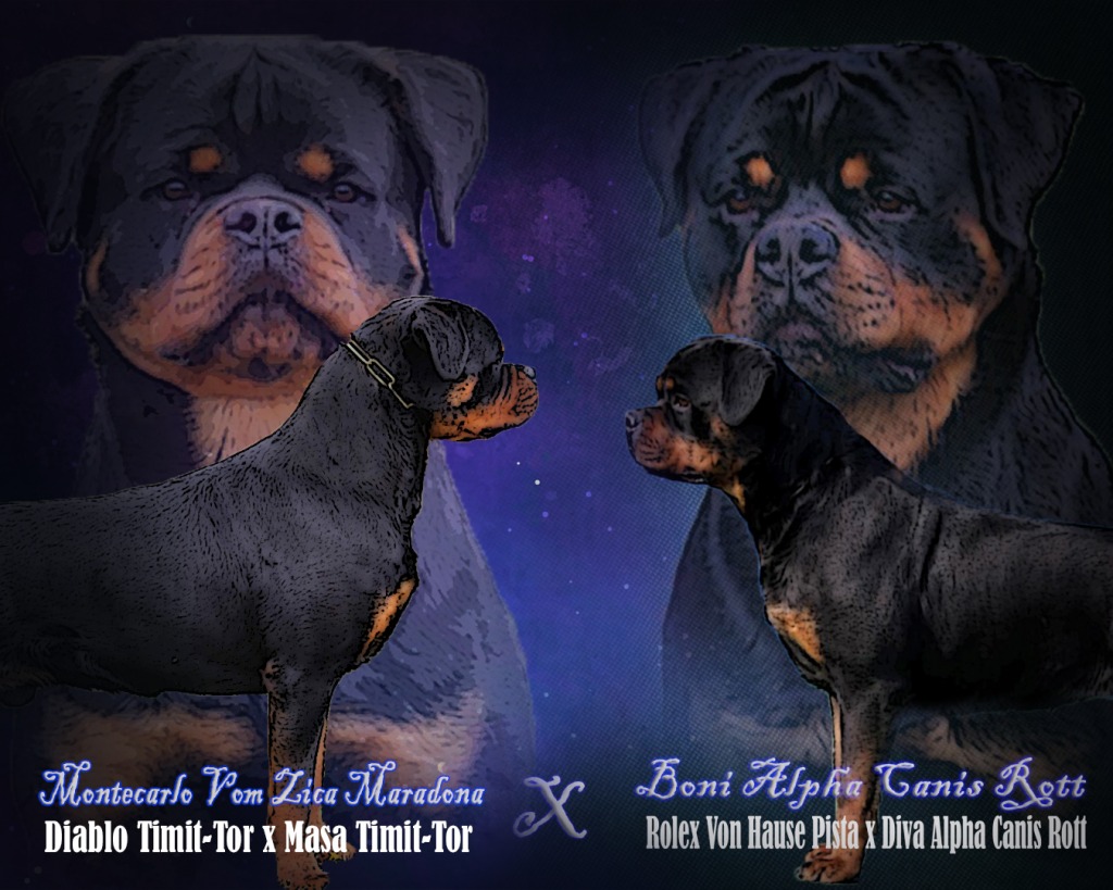Import: Montecarlo x Boni – Guardian Rottweilers