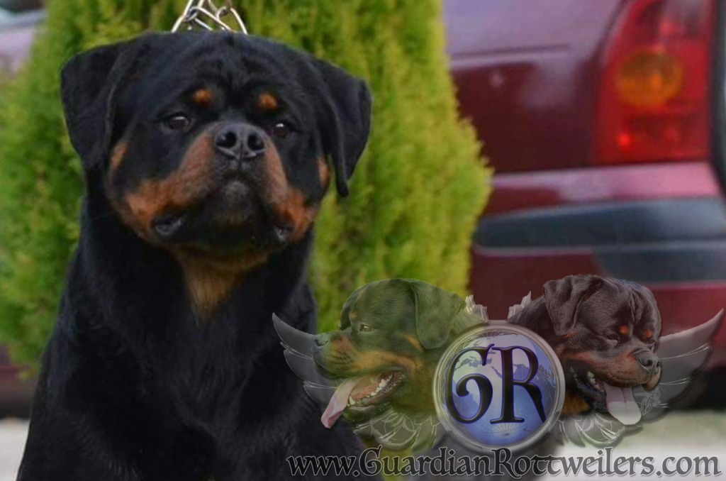 Onix Vom Haus Vujic – Guardian Rottweilers