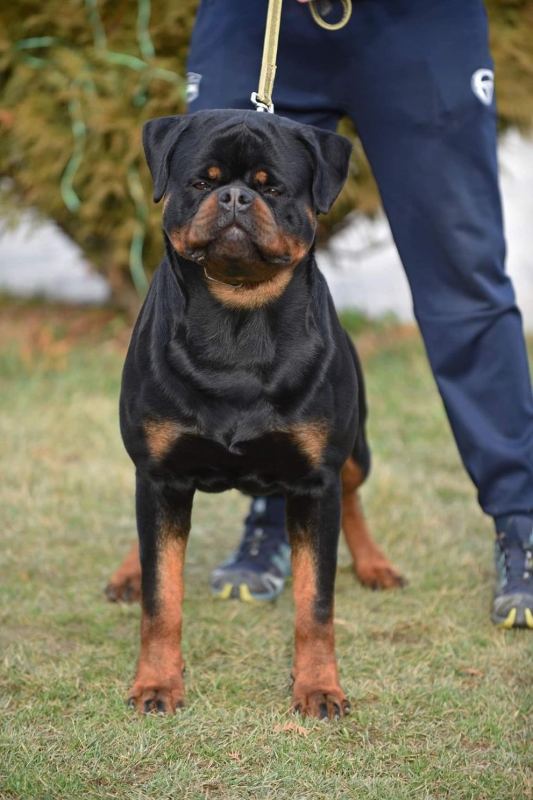 Duncan Timit-Tor – Guardian Rottweilers