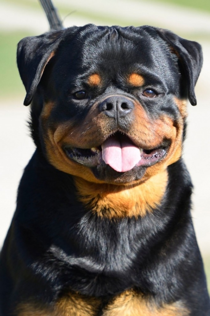 Johnnie Walker vh Pista – Guardian Rottweilers