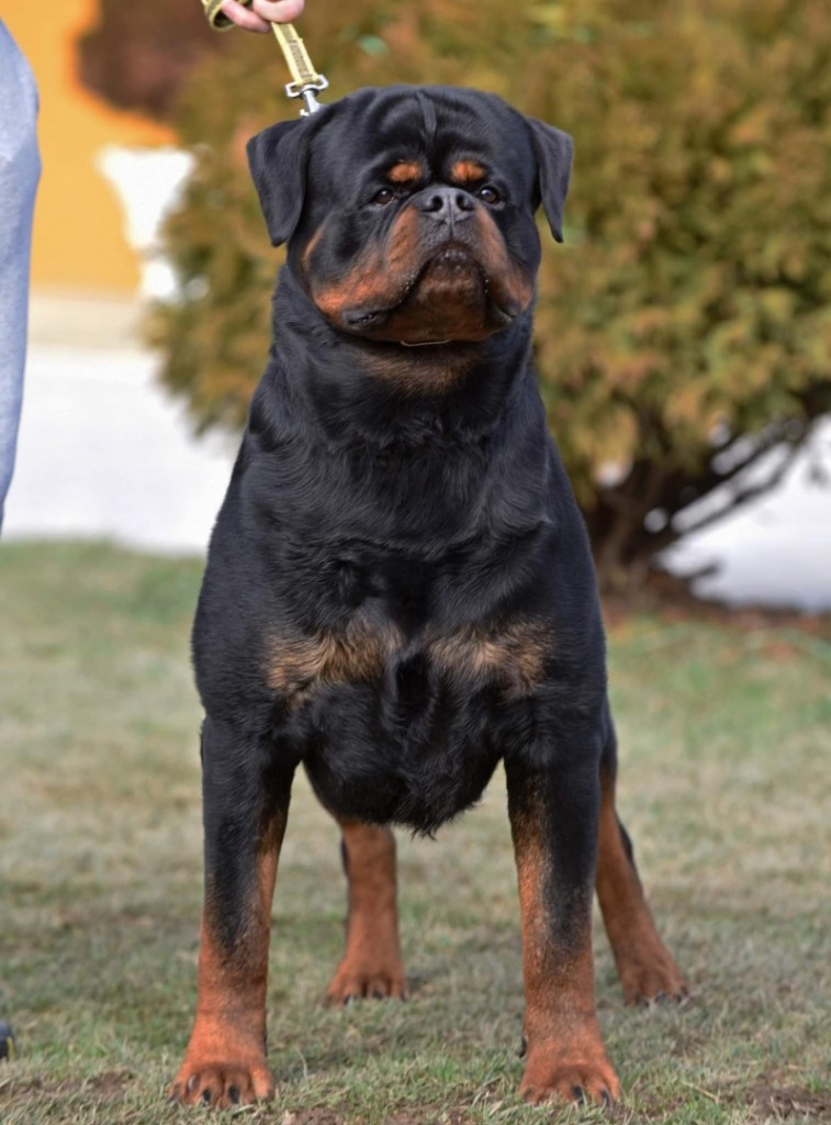 Import: Srecko x Gama – Guardian Rottweilers