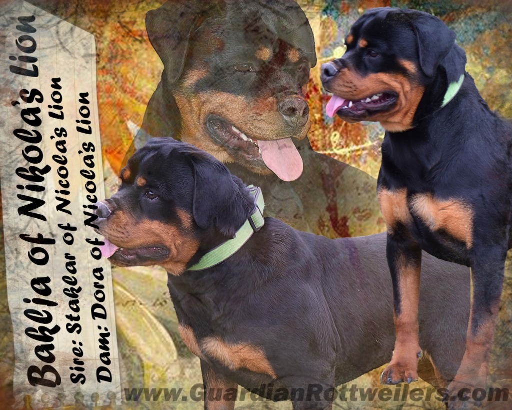Baklja of Nikola’s Lion – Guardian Rottweilers