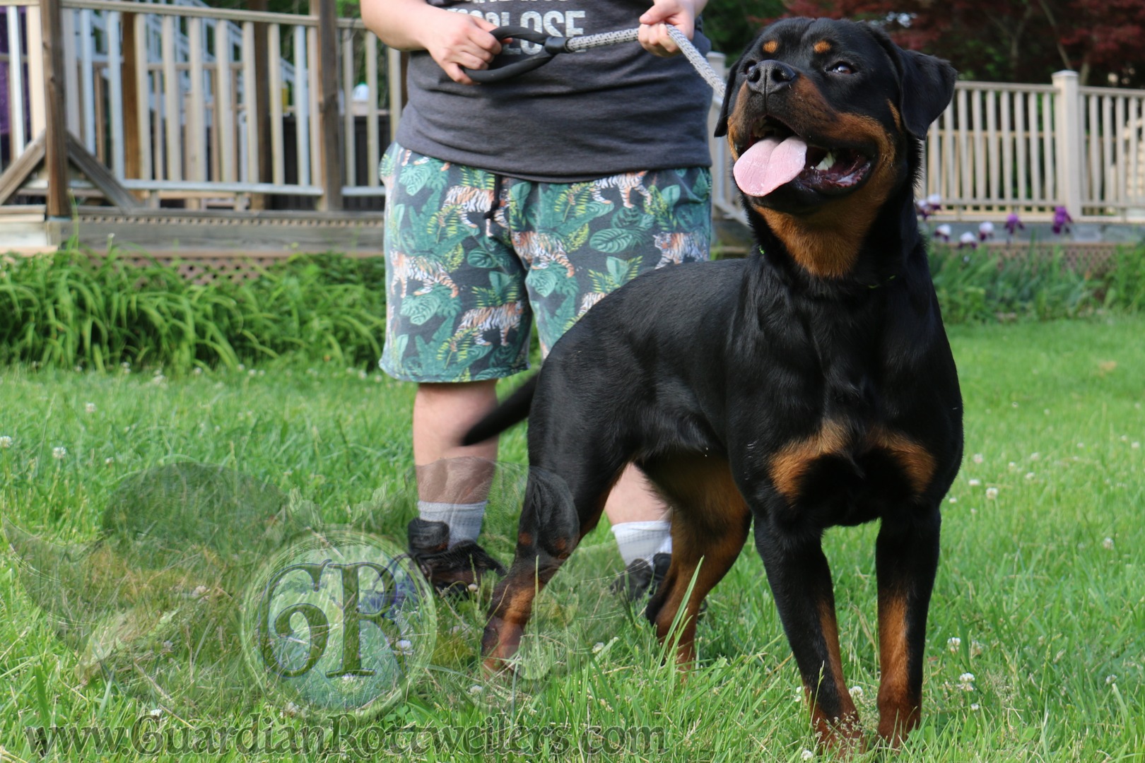 “Chicago” Guardian Bjanka Von Gottschalk – Guardian Rottweilers