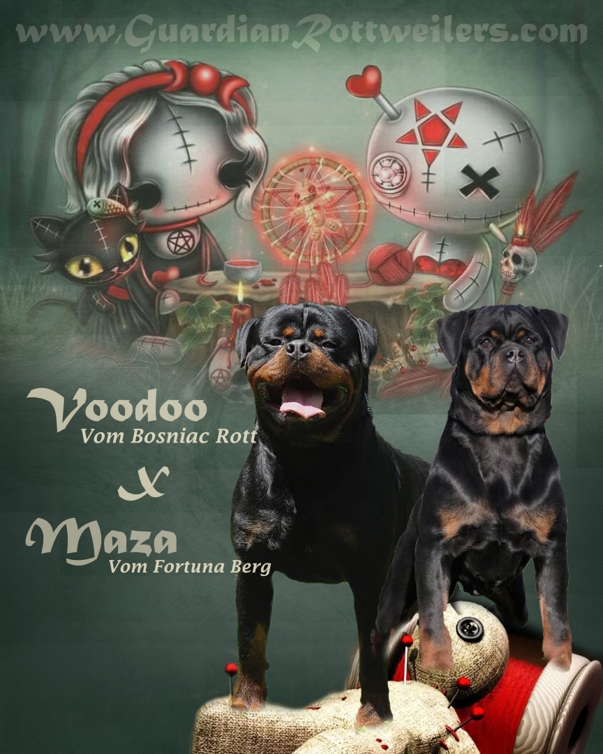 VooDoo x Maza – Guardian Rottweilers