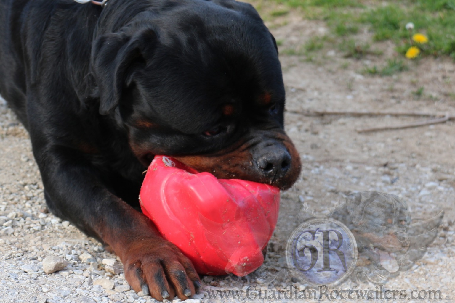Aron Timit-Tor – Guardian Rottweilers