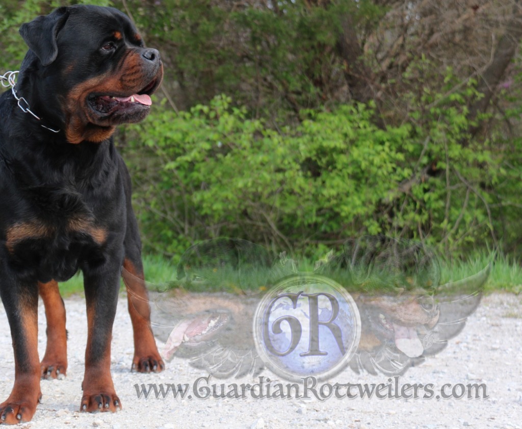 Aron Timit-Tor – Guardian Rottweilers