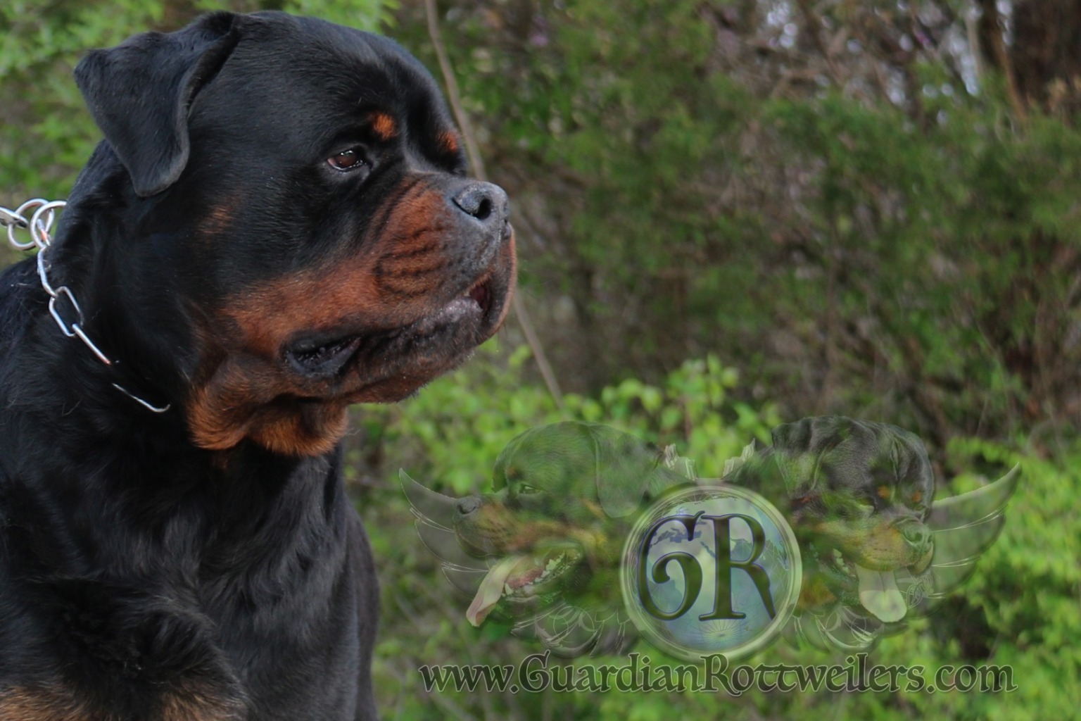 Aron Timit-Tor – Guardian Rottweilers