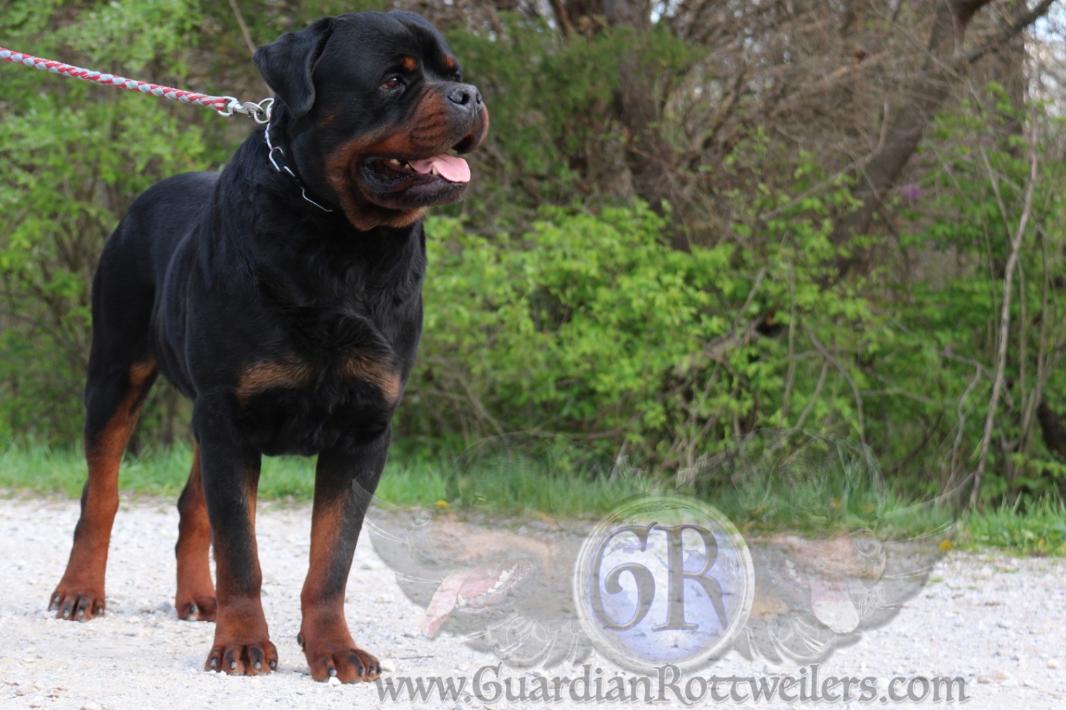 Aron Timit-Tor – Guardian Rottweilers