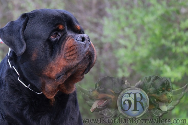 Aron Timit-Tor – Guardian Rottweilers