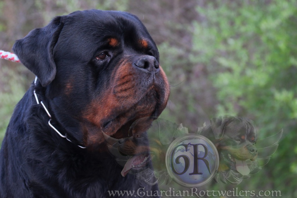 Aron Timit-Tor – Guardian Rottweilers