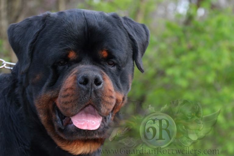 Aron Timit-Tor – Guardian Rottweilers