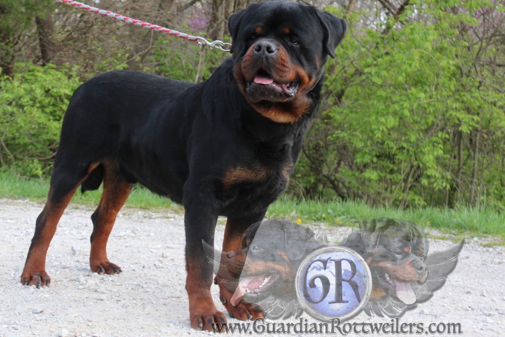 Aron Timit-Tor – Guardian Rottweilers