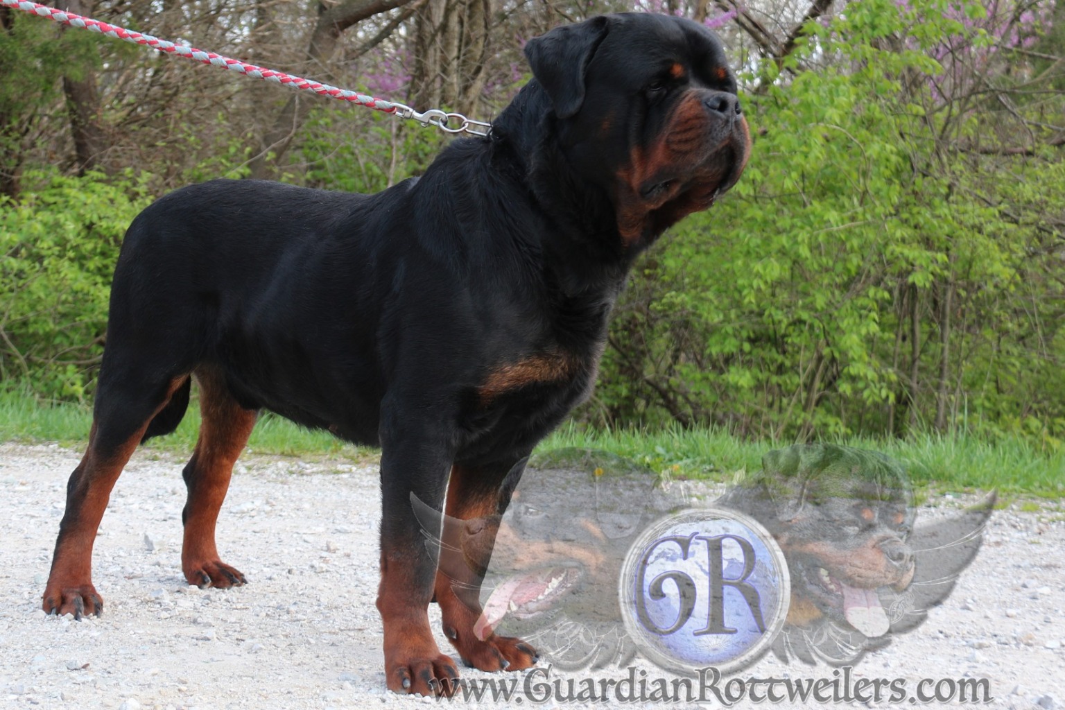 Aron Timit-Tor – Guardian Rottweilers