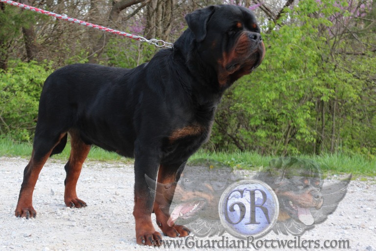 Aron Timit-Tor – Guardian Rottweilers