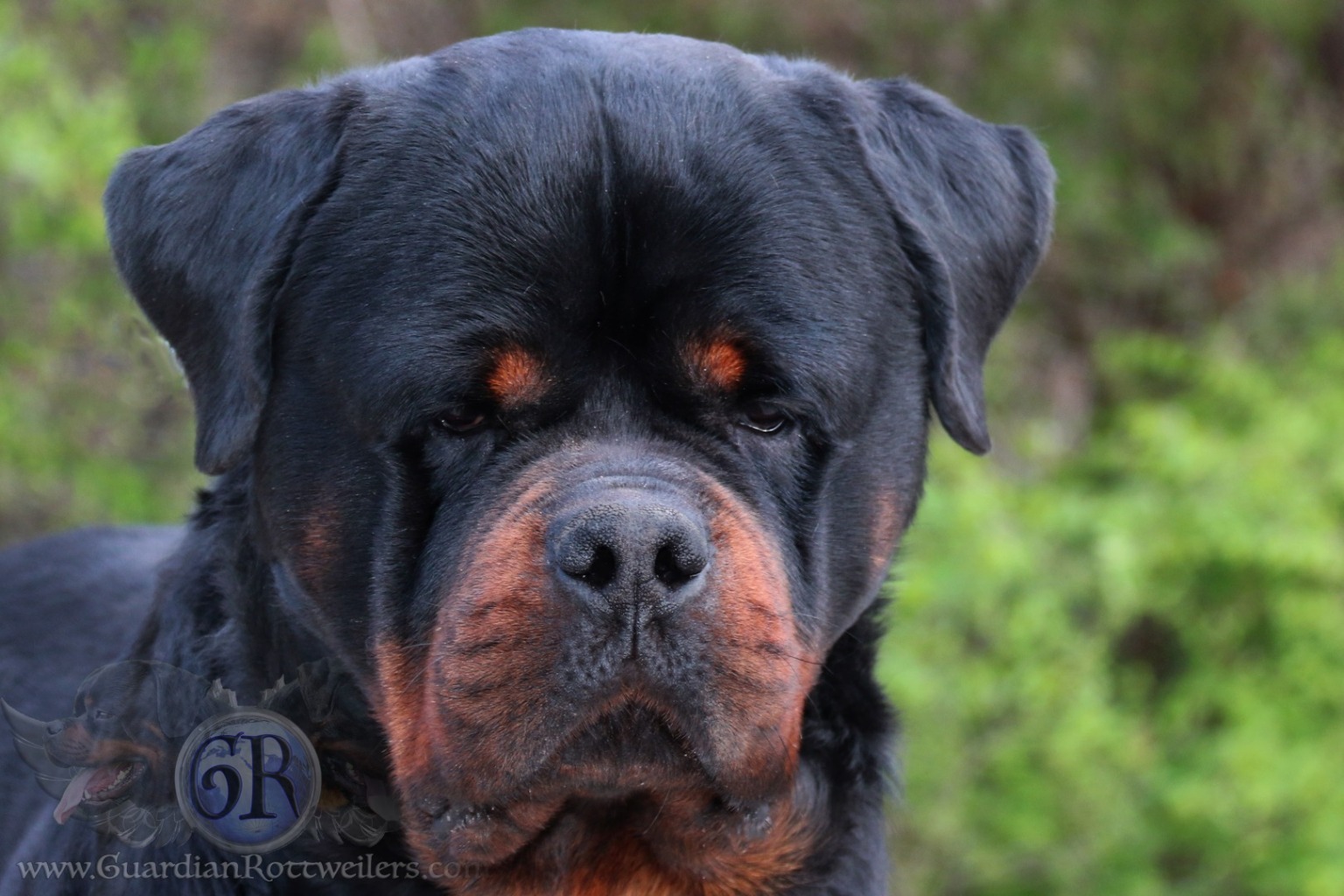 Aron Timit-Tor – Guardian Rottweilers