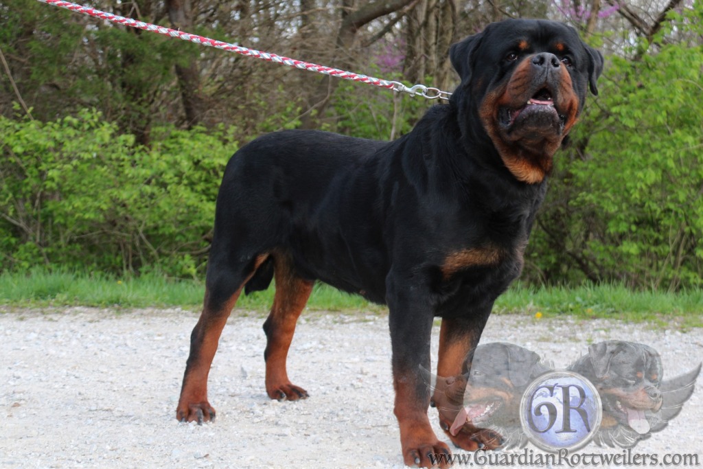 Aron Timit-Tor – Guardian Rottweilers
