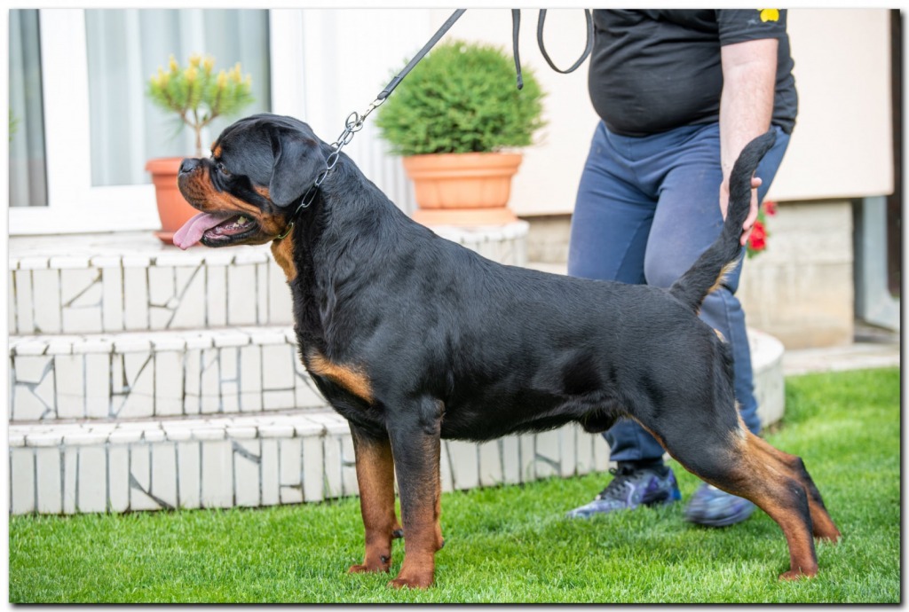 Dr. Dre Ad-Dirah – Guardian Rottweilers