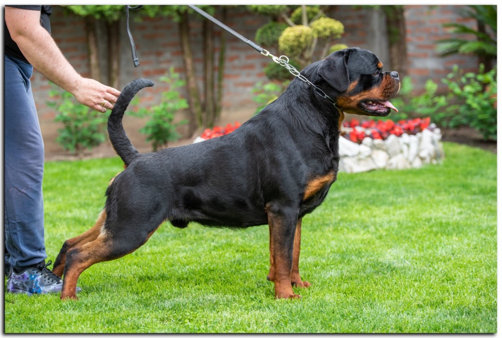 Dr. Dre Ad-Dirah – Guardian Rottweilers