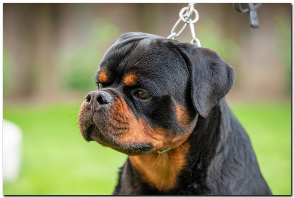Dr. Dre Ad-Dirah – Guardian Rottweilers