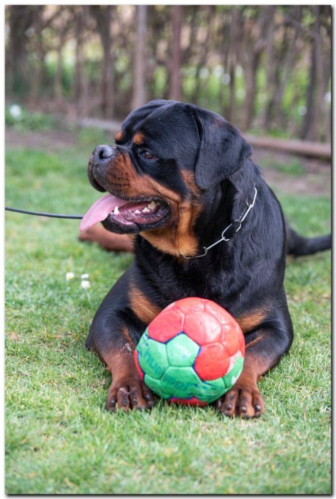 Dr. Dre Ad-Dirah – Guardian Rottweilers