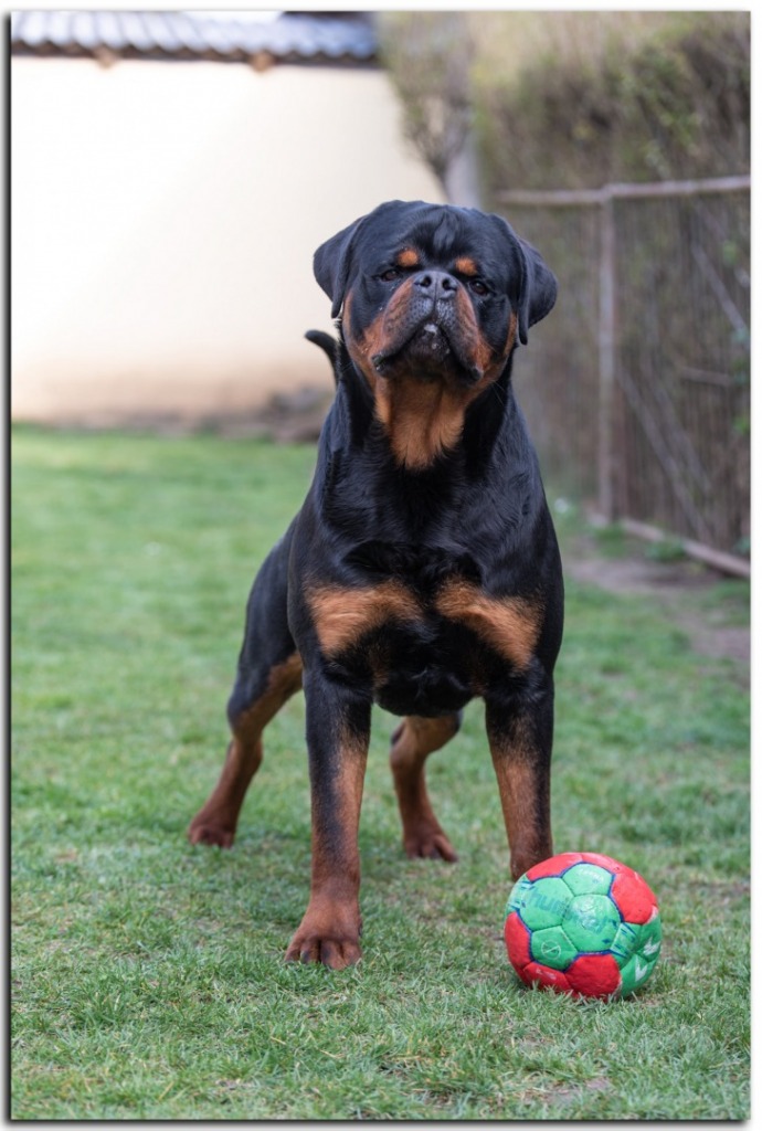 Dr. Dre Ad-Dirah – Guardian Rottweilers