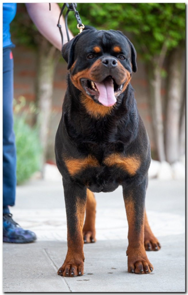 Dr. Dre Ad-Dirah – Guardian Rottweilers