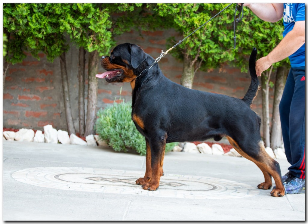 Dr. Dre Ad-Dirah – Guardian Rottweilers