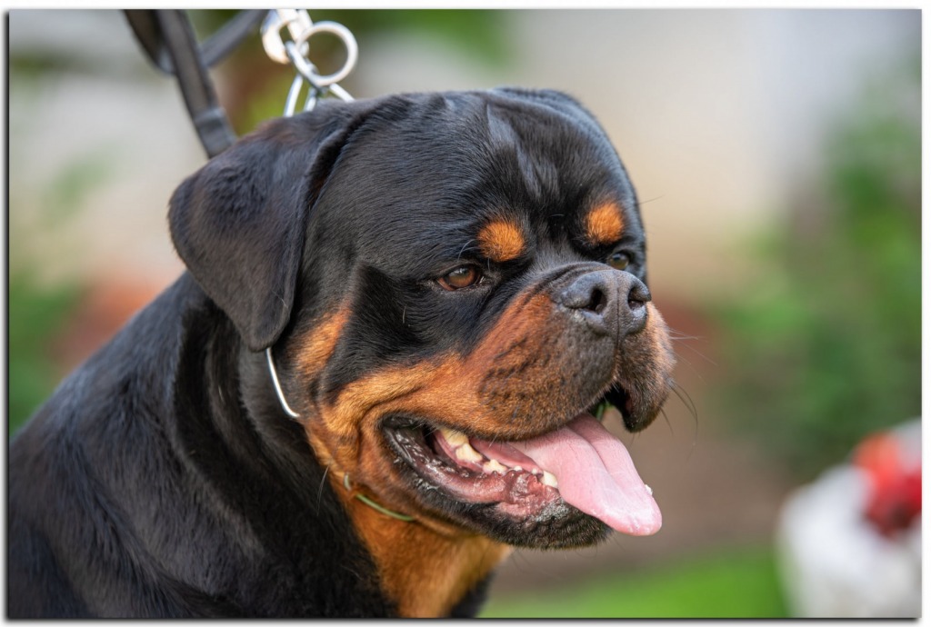 Dr. Dre Ad-Dirah – Guardian Rottweilers
