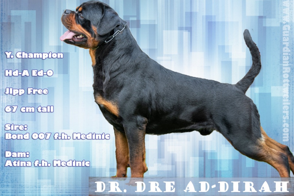 Dr. Dre Ad-Dirah – Guardian Rottweilers
