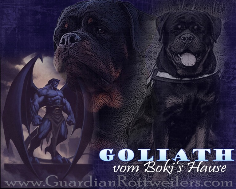 GR Males – Guardian Rottweilers