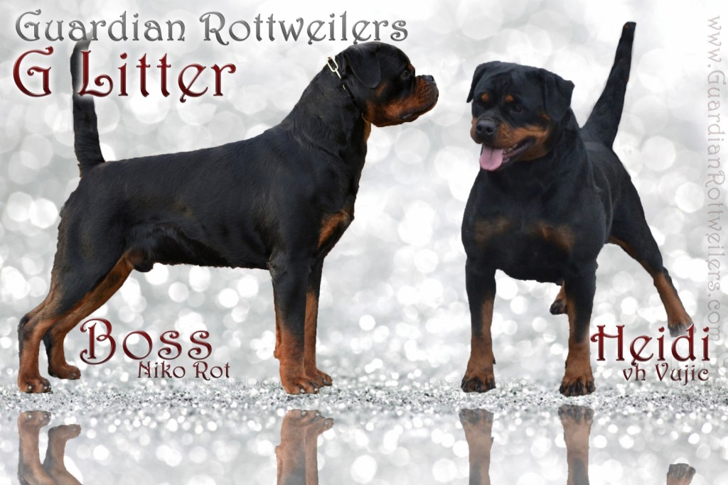 PUPPIES! – Guardian Rottweilers
