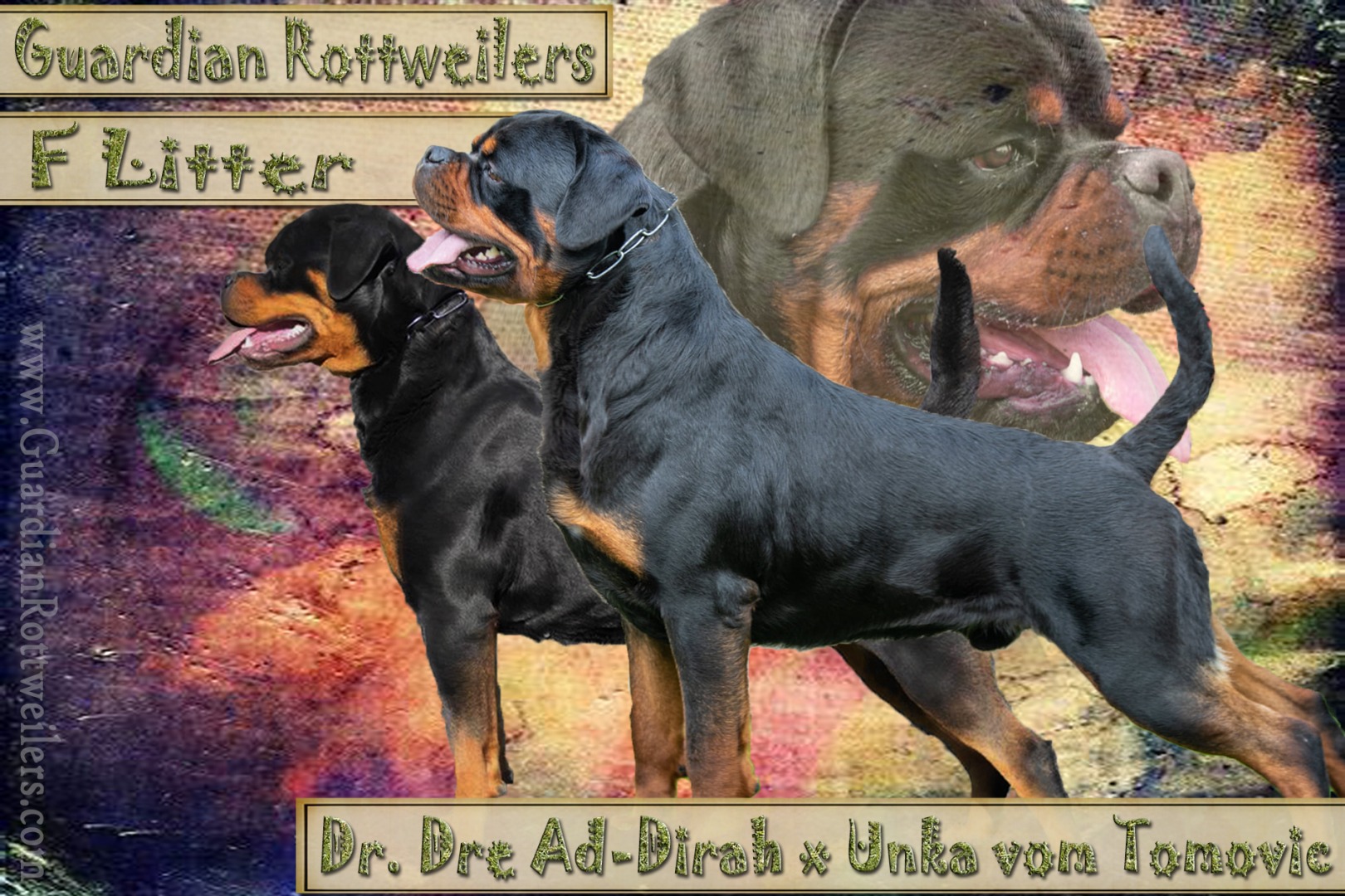 PUPPIES! – Guardian Rottweilers