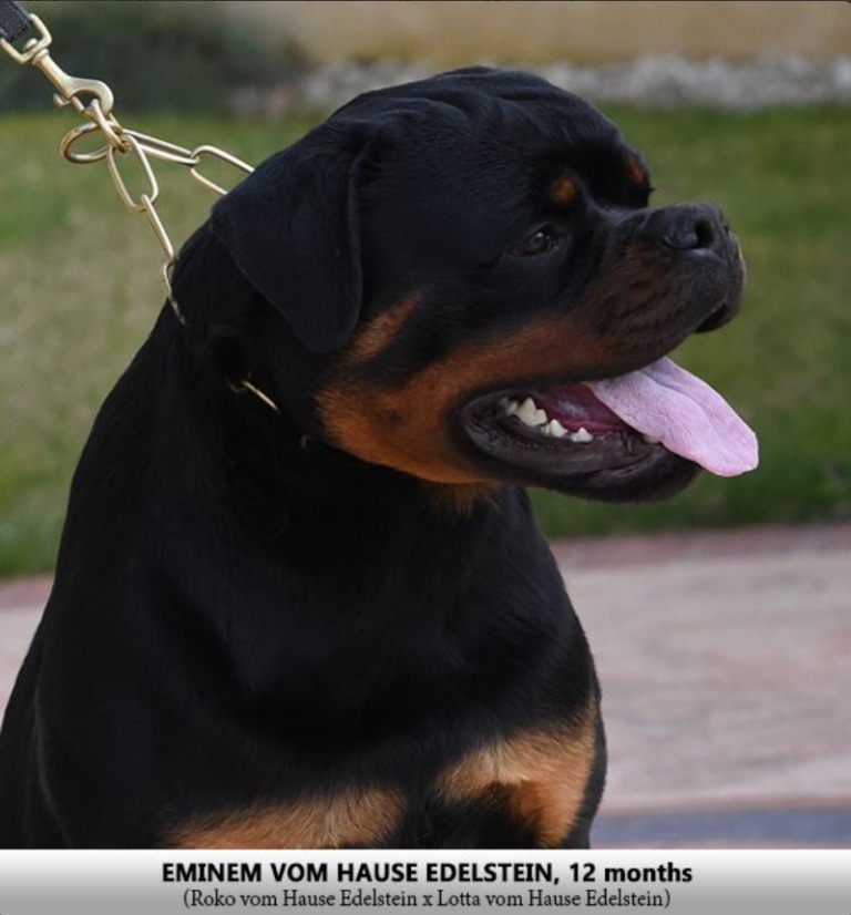 Hector von hause Pista – Guardian Rottweilers