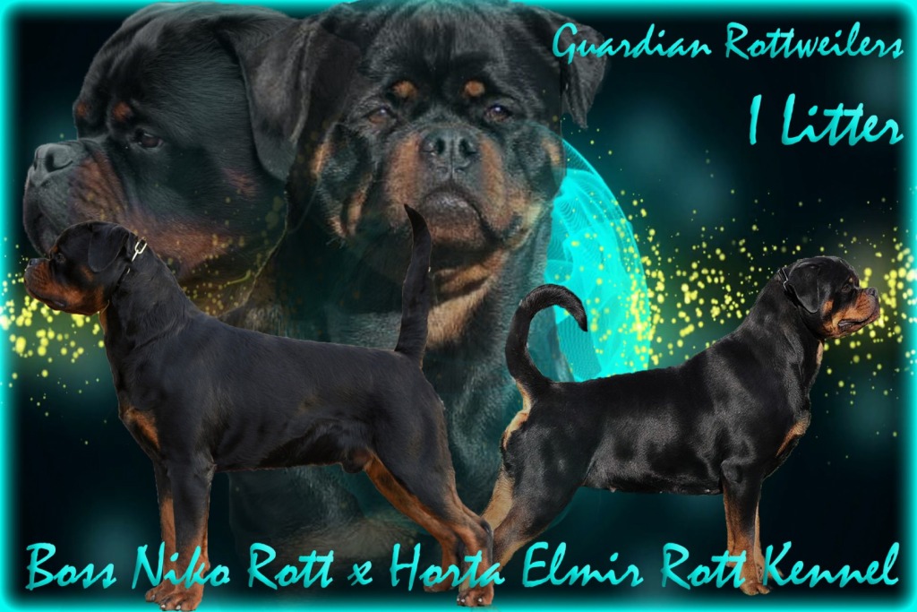 PUPPIES! – Guardian Rottweilers