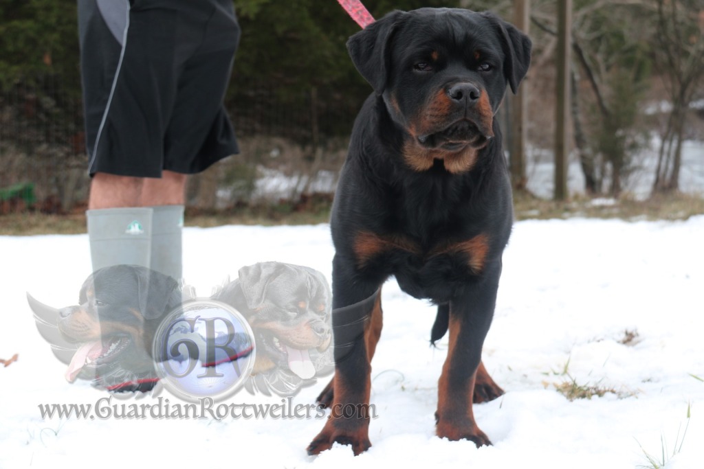 Notch and Niko – Guardian Rottweilers
