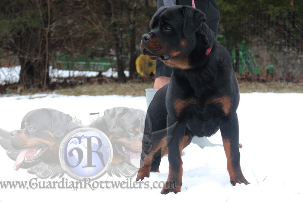 Notch and Niko – Guardian Rottweilers