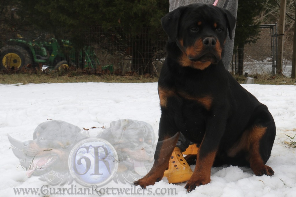 Notch and Niko – Guardian Rottweilers