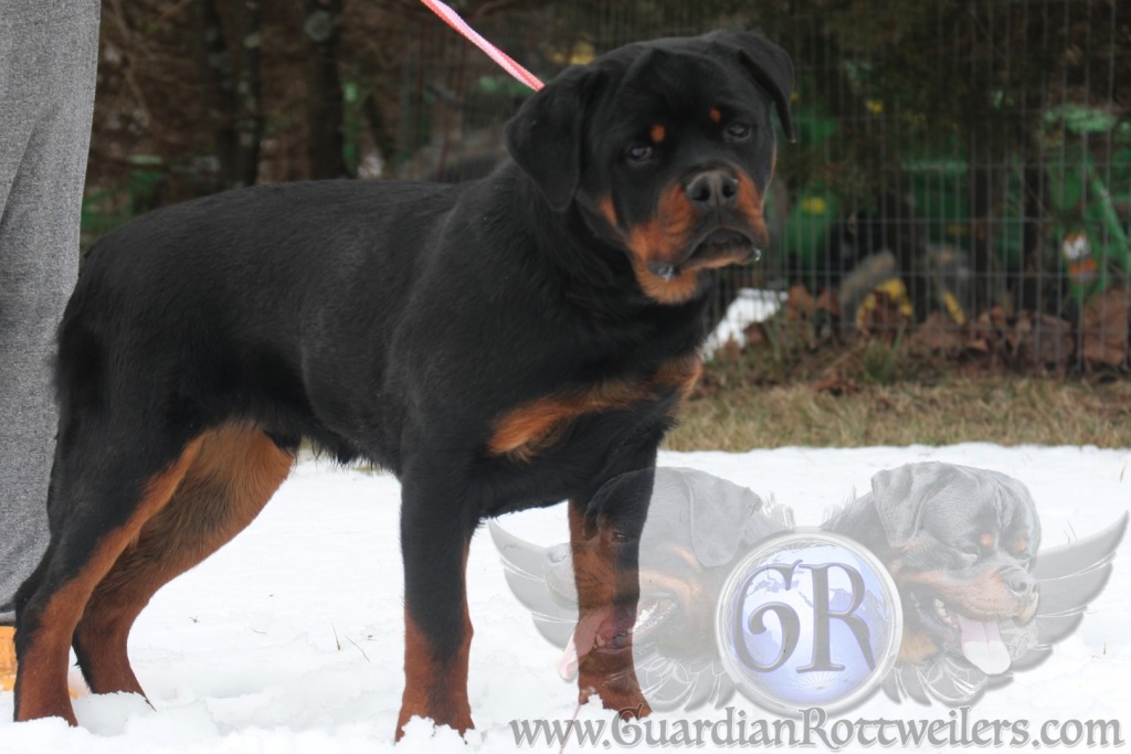 Notch and Niko – Guardian Rottweilers