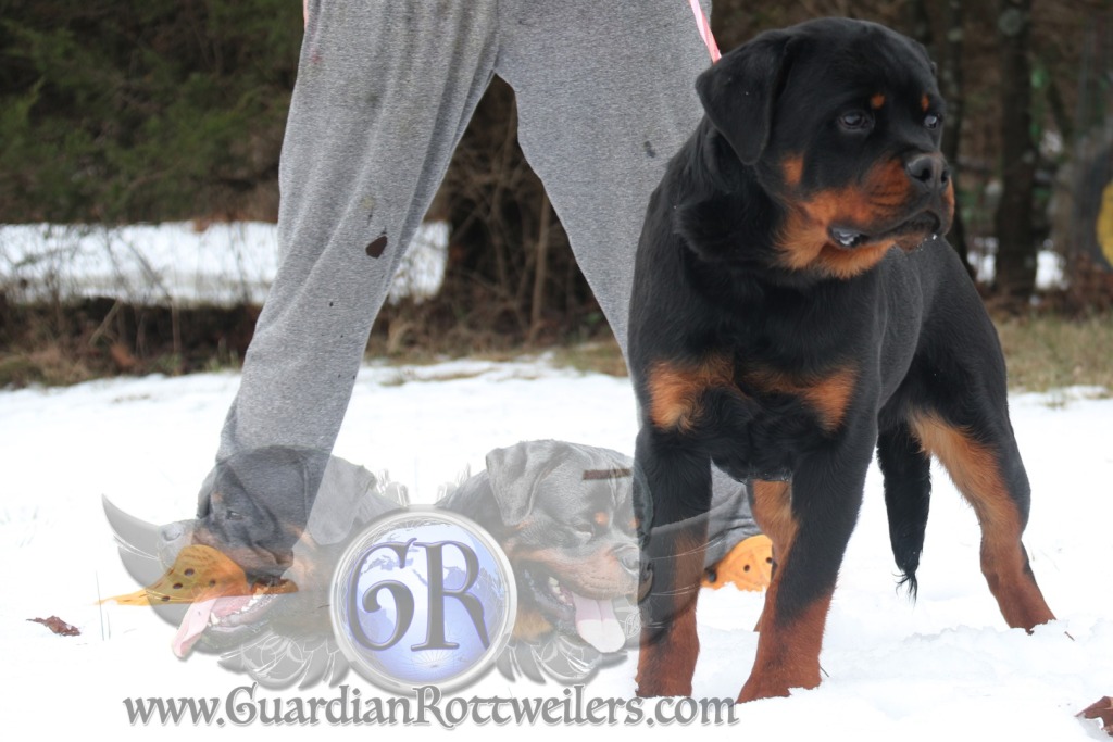 Notch and Niko – Guardian Rottweilers