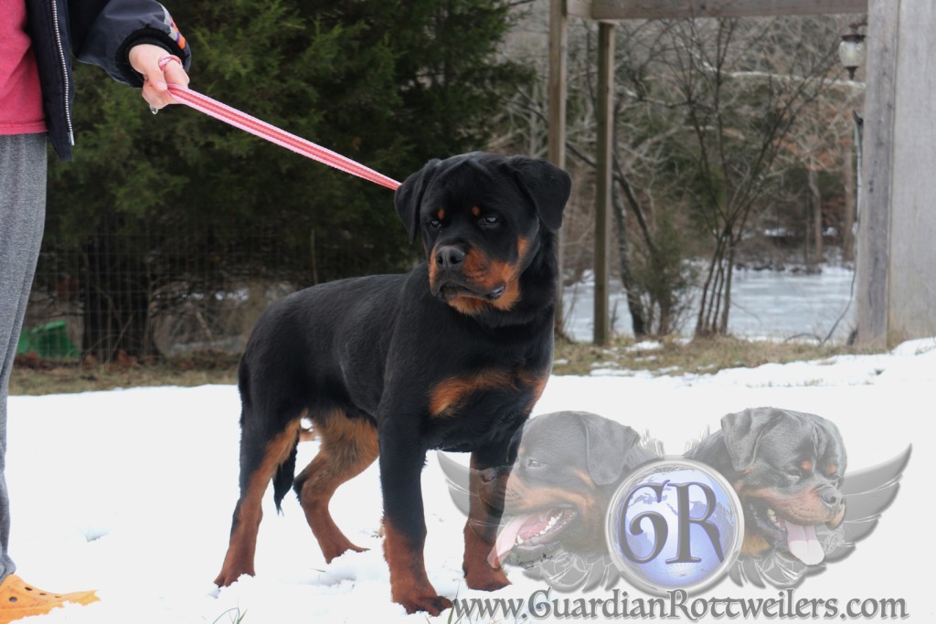 Notch and Niko – Guardian Rottweilers