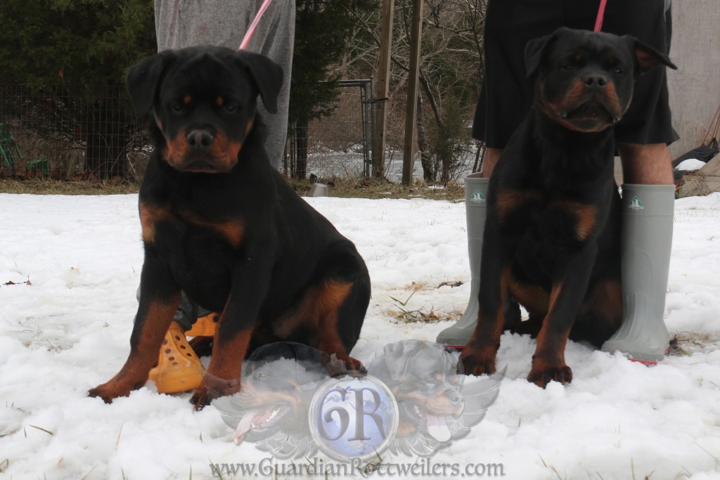 Notch and Niko – Guardian Rottweilers