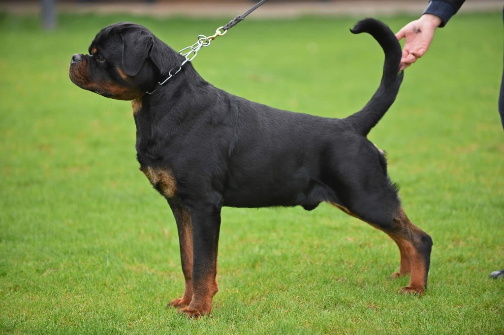 Secer Timit-Tor – Guardian Rottweilers