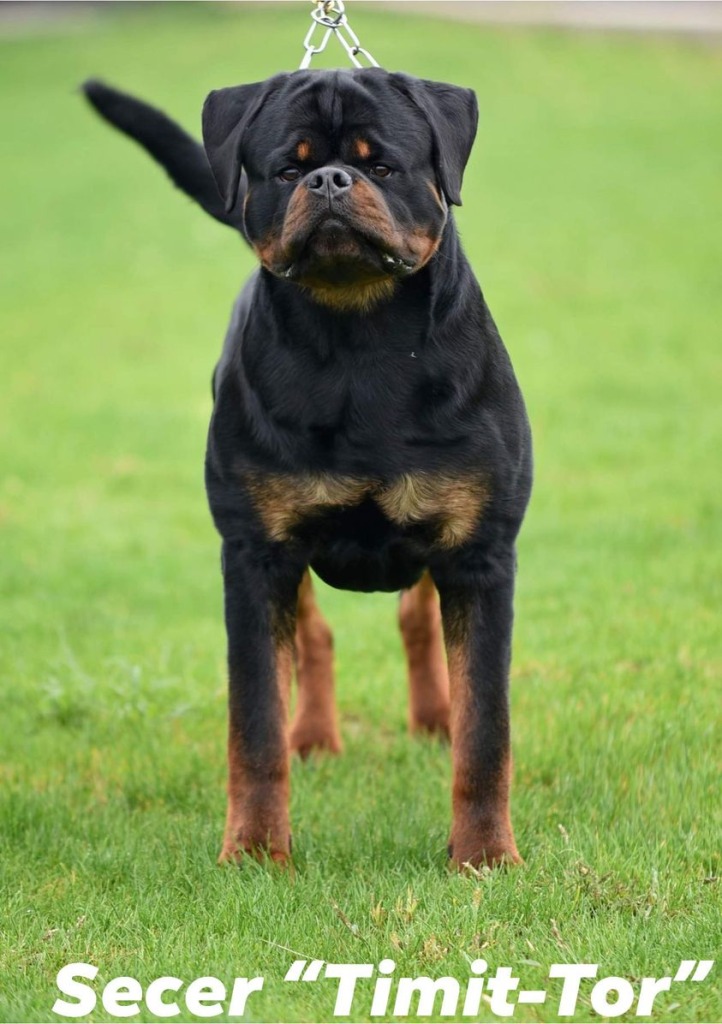 Secer Timit-Tor – Guardian Rottweilers