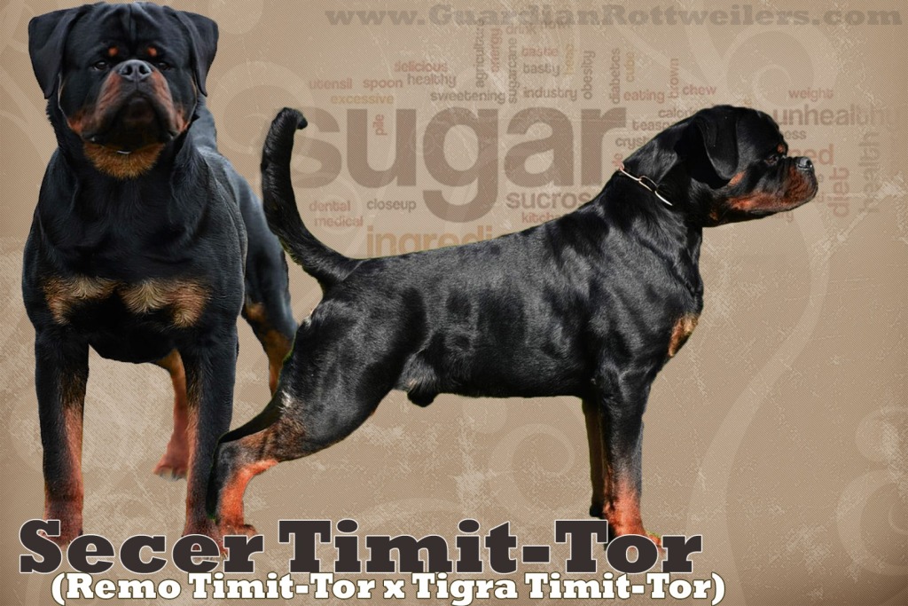 Secer Timit-Tor – Guardian Rottweilers