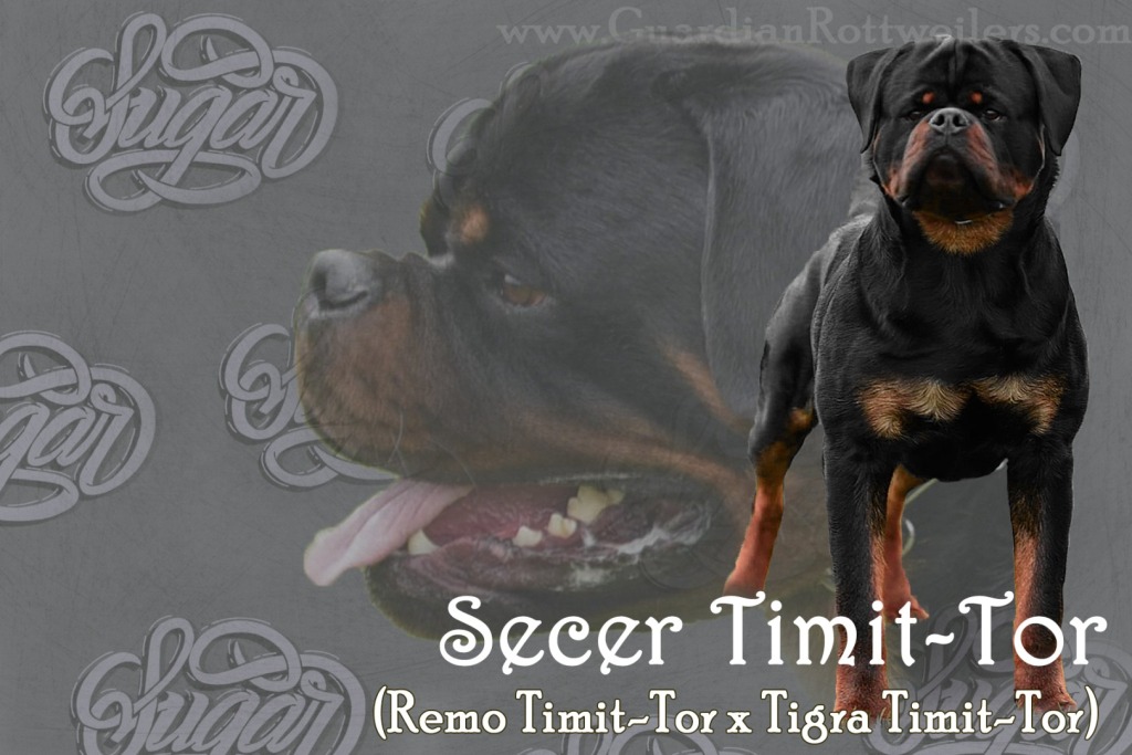 Secer Timit-Tor – Guardian Rottweilers